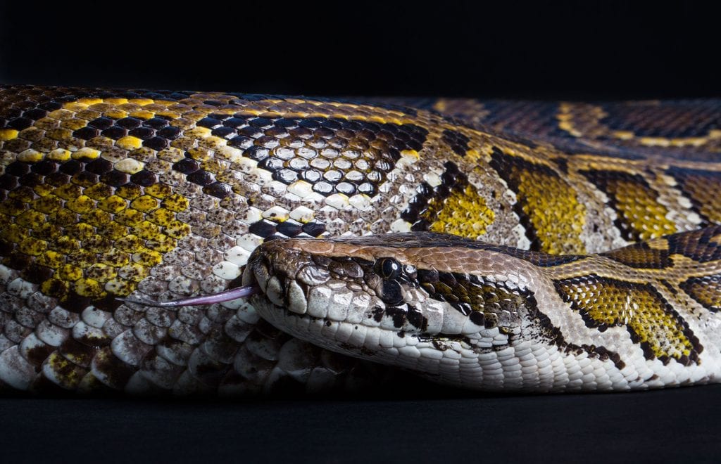 Burmese python - Dublin Zoo
