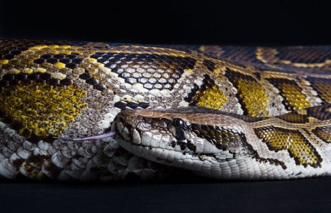 Burmese python - Dublin Zoo