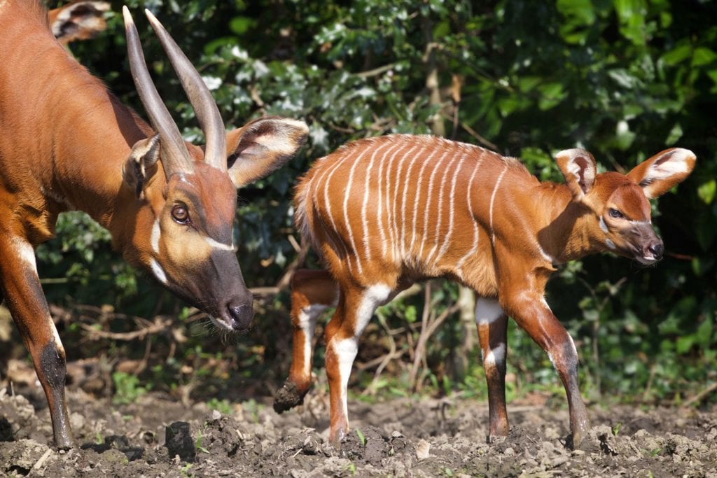 Bongo - Dublin Zoo