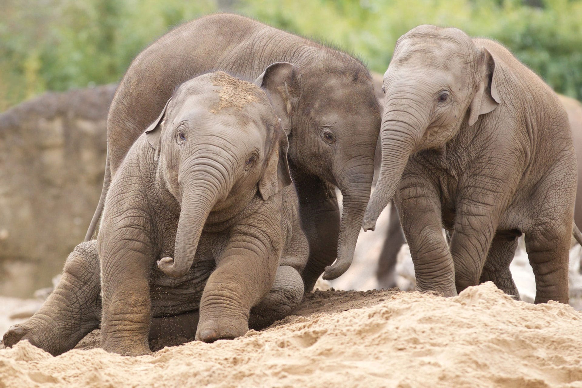 Elephant - Dublin Zoo