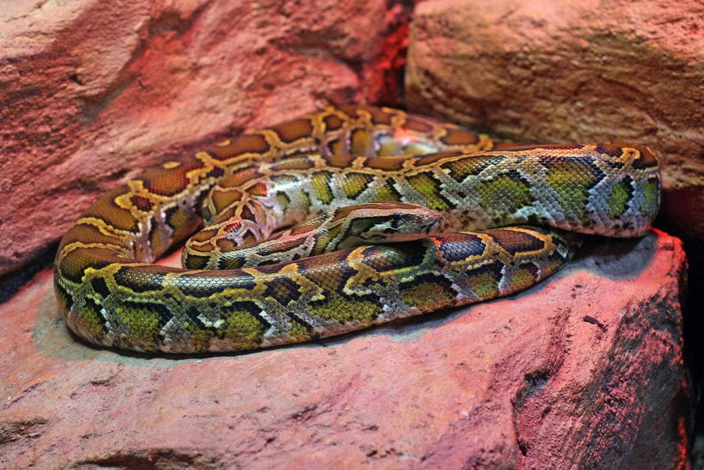 Burmese python - Dublin Zoo