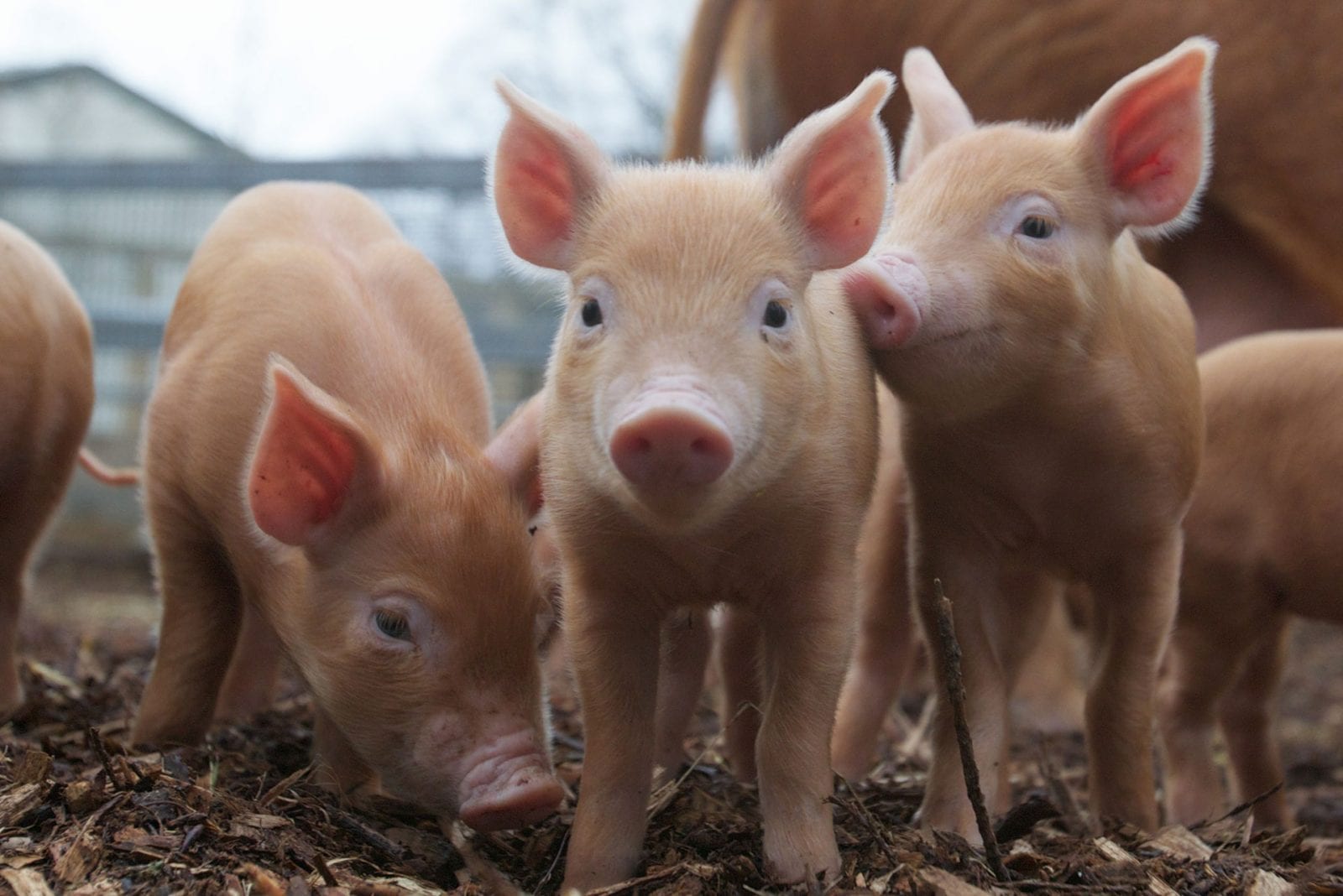 The Habitats | Dublin Zoo