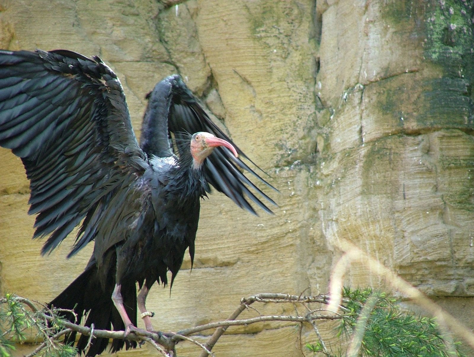 Waldrapp ibis - Dublin Zoo