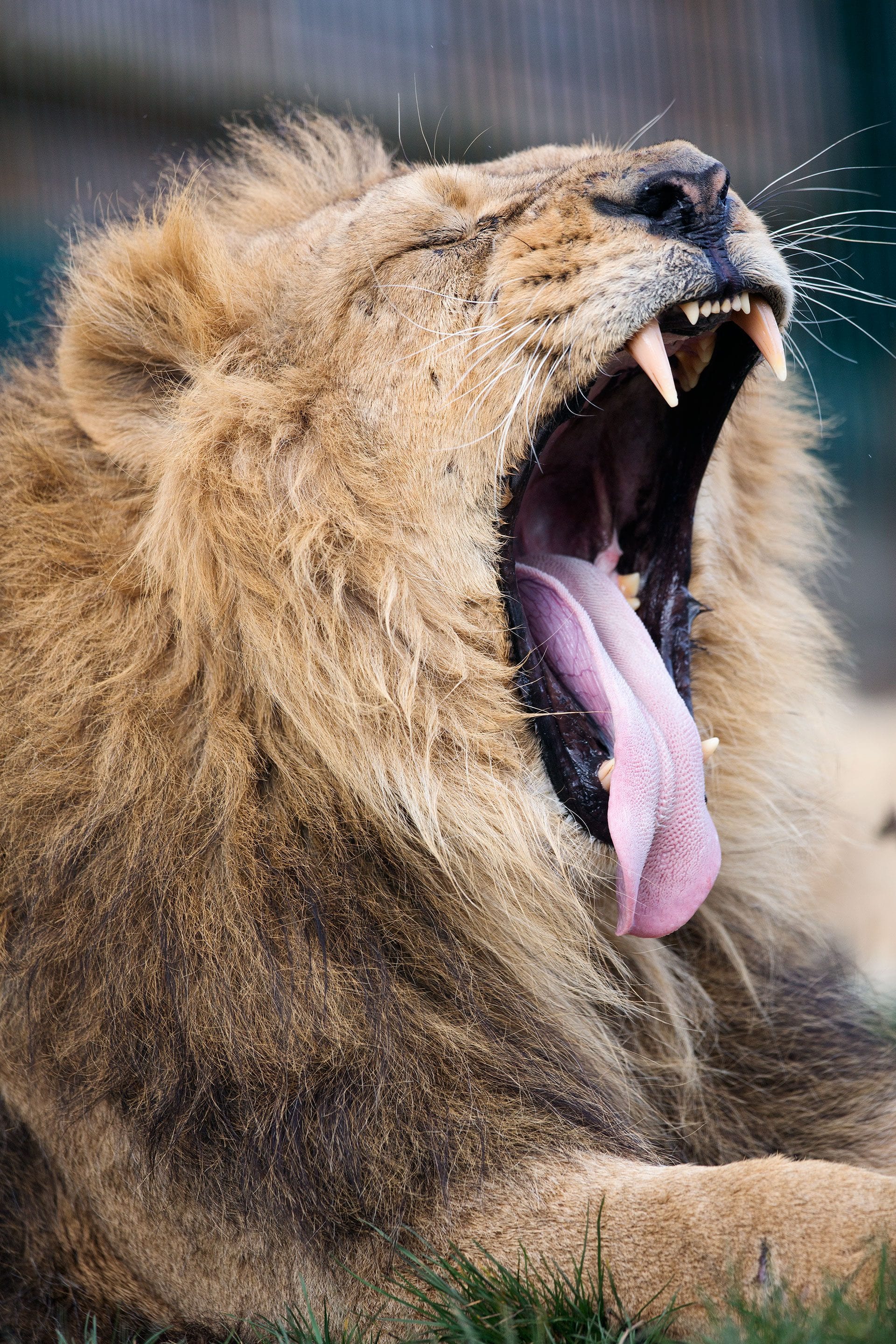 Asian lion - Dublin Zoo