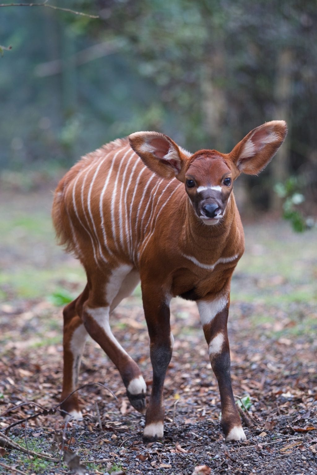 Bongo - Dublin Zoo