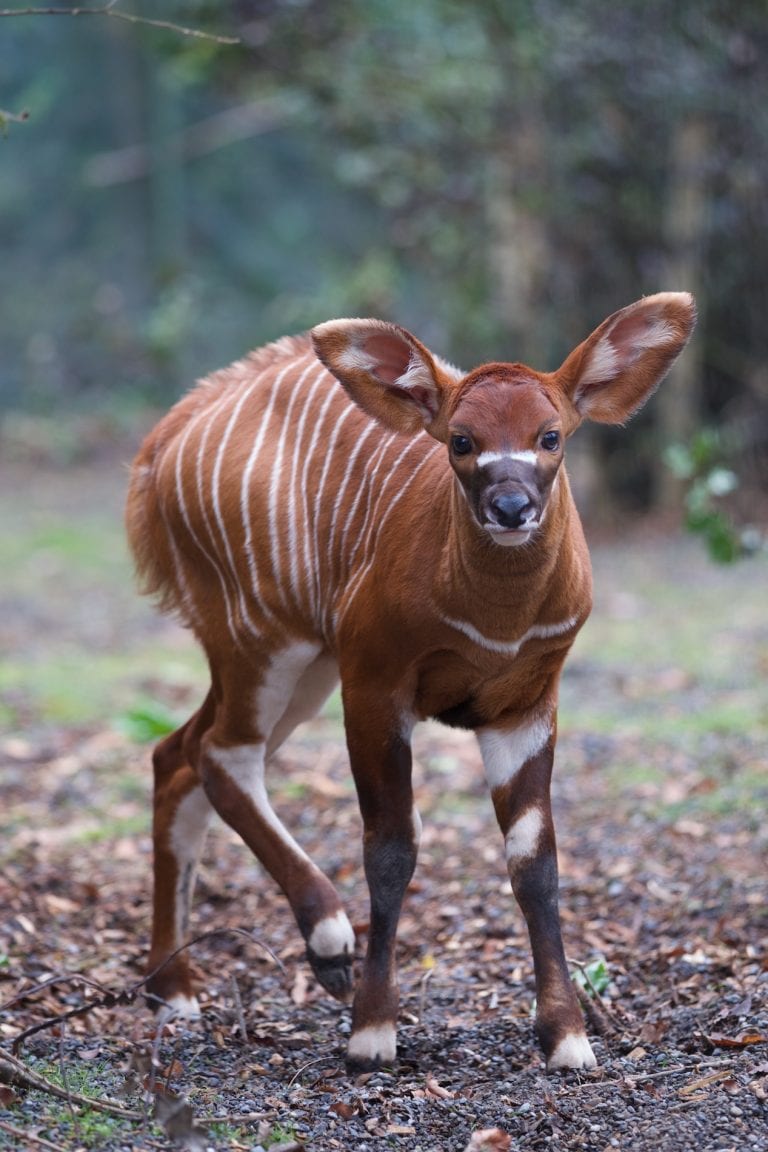 Bongo - Dublin Zoo