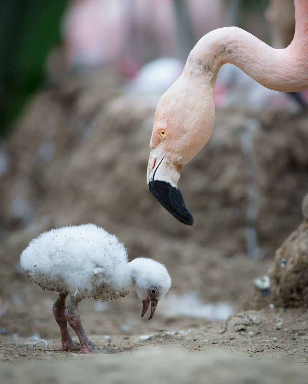 Flamingo - Dublin Zoo