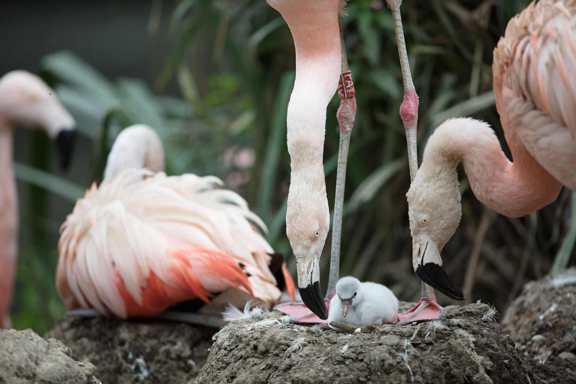 American Flamingos Food