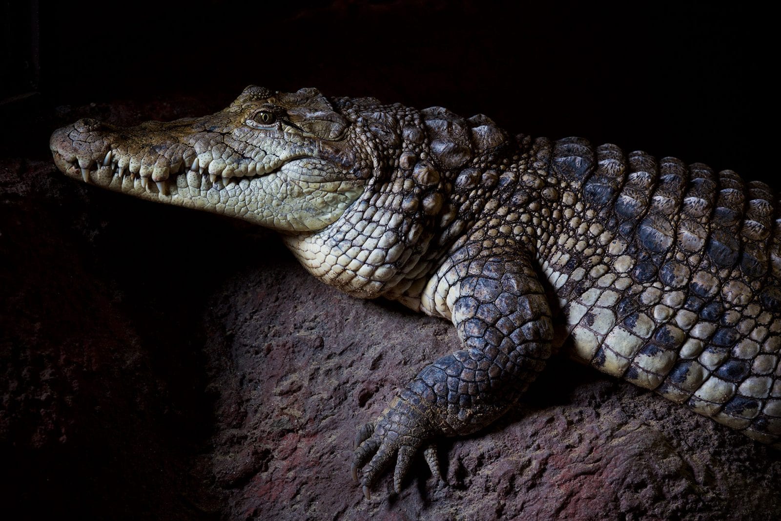 West African crocodile - Dublin Zoo