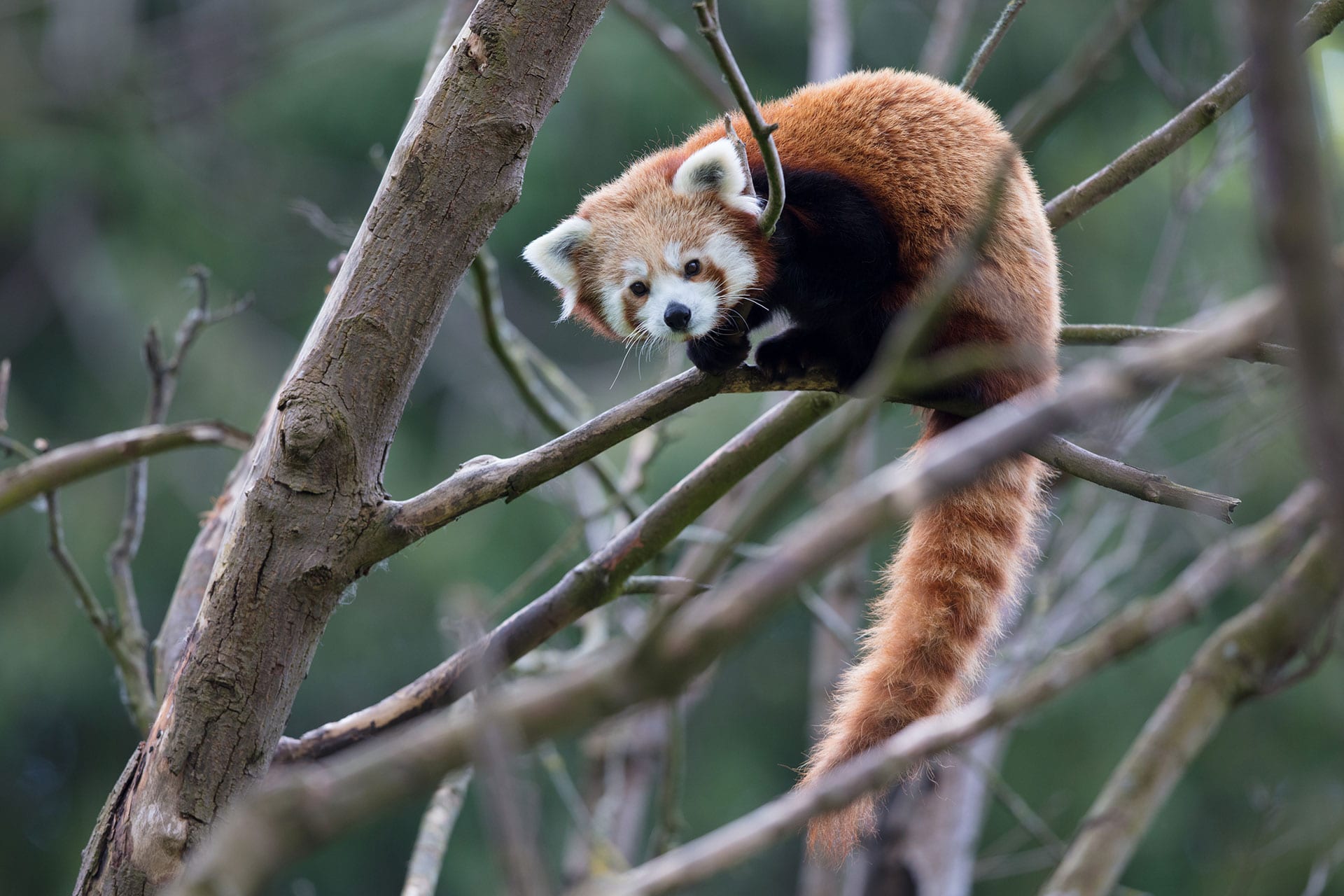 Red panda - Dublin Zoo