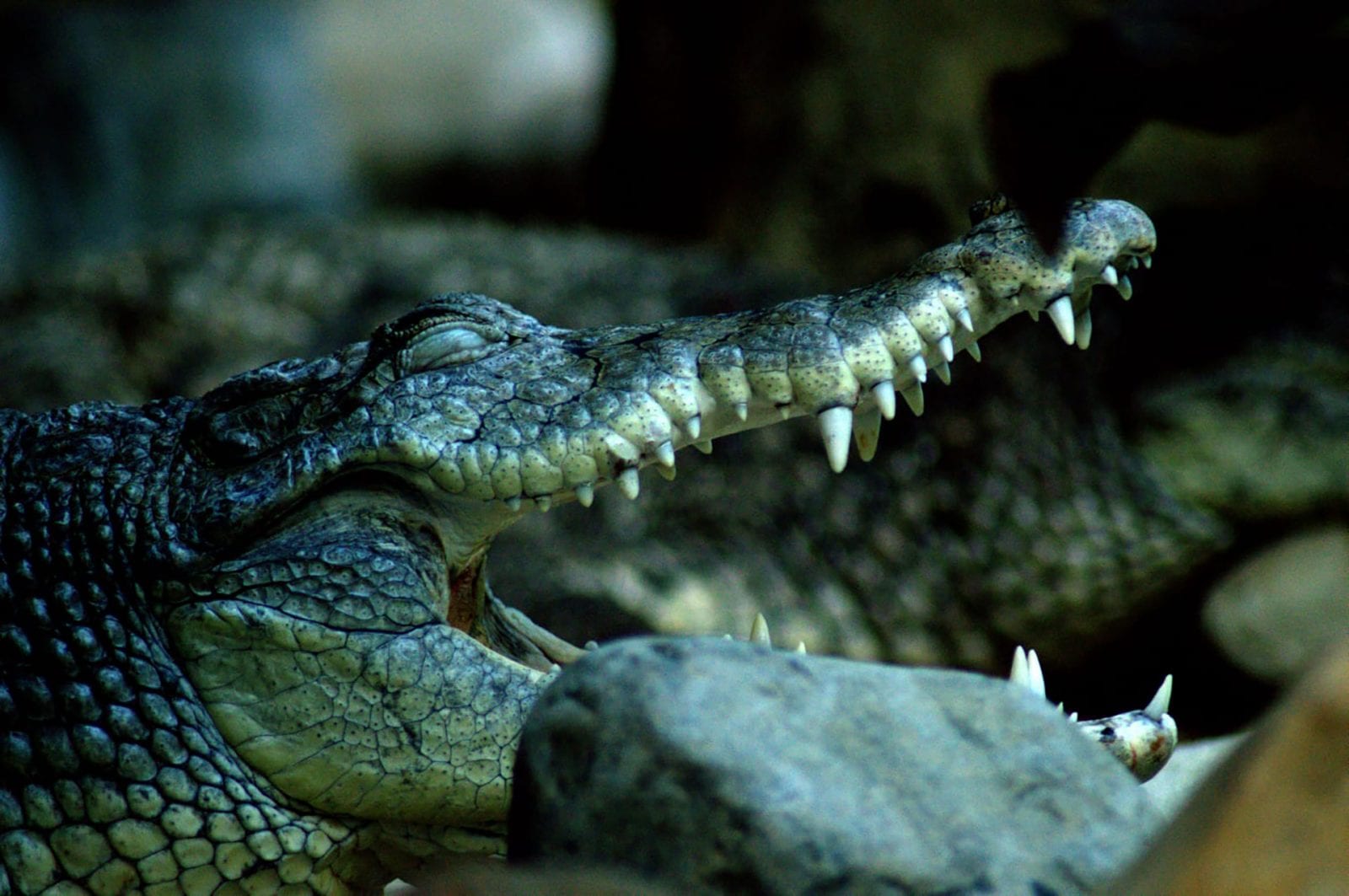 West African crocodile - Dublin Zoo