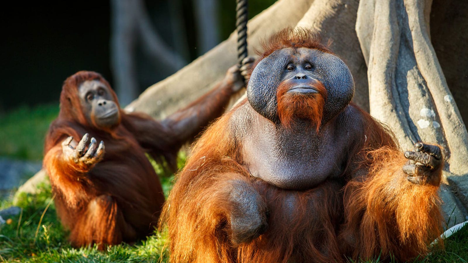 Orangutan - Dublin Zoo