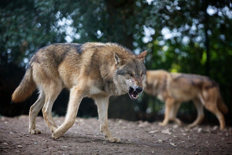 Dublin Zoo Welcomes Eight Grey Wolves - Dublin Zoo