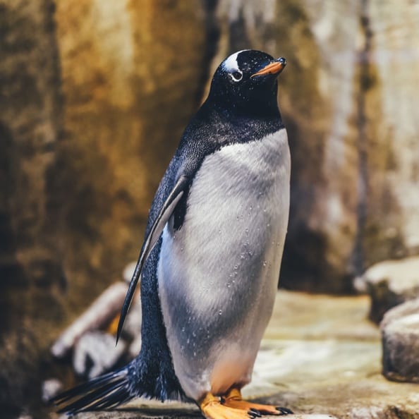 Penguins | Dublin Zoo