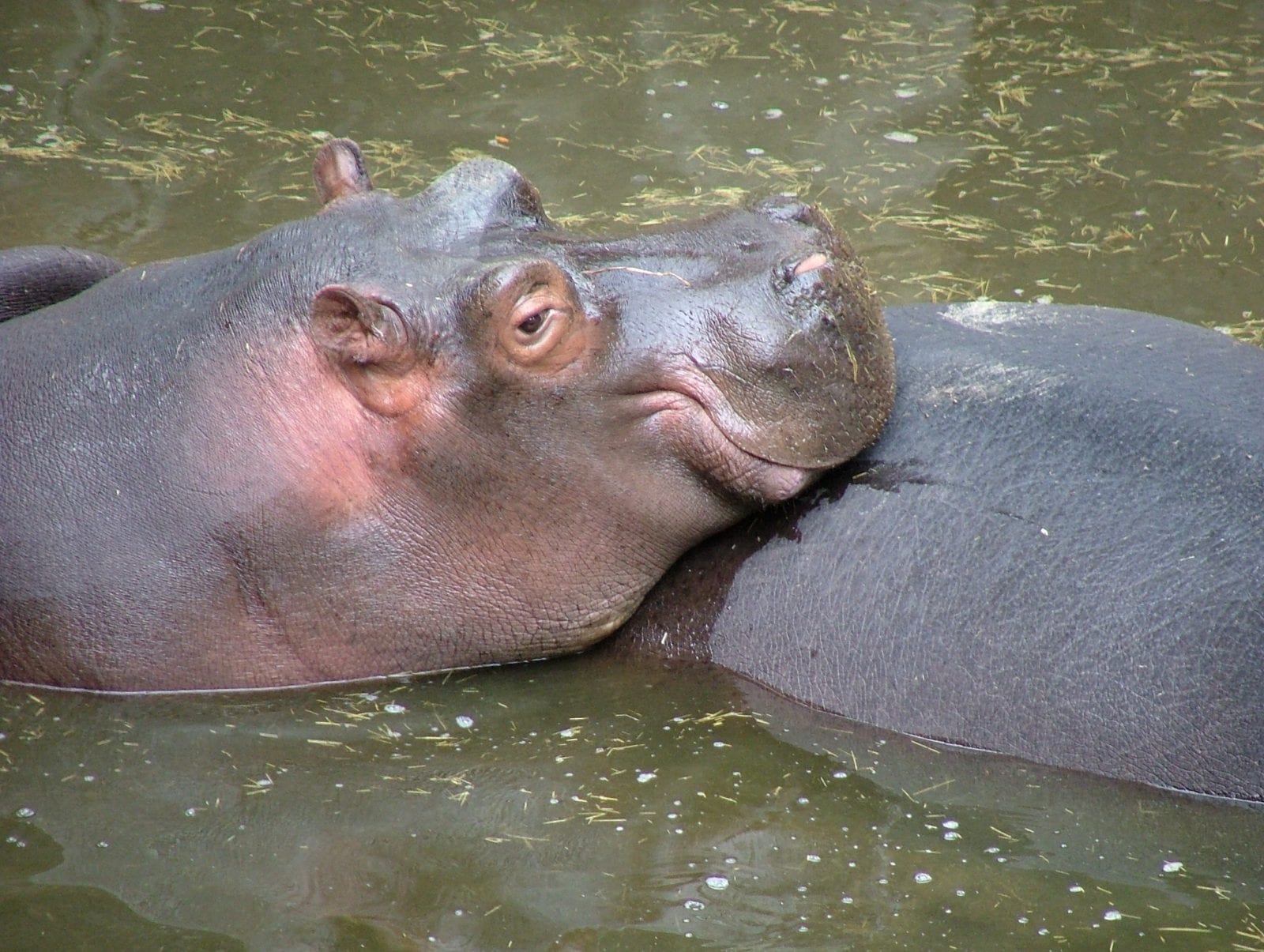 Hippopotamus - Dublin Zoo