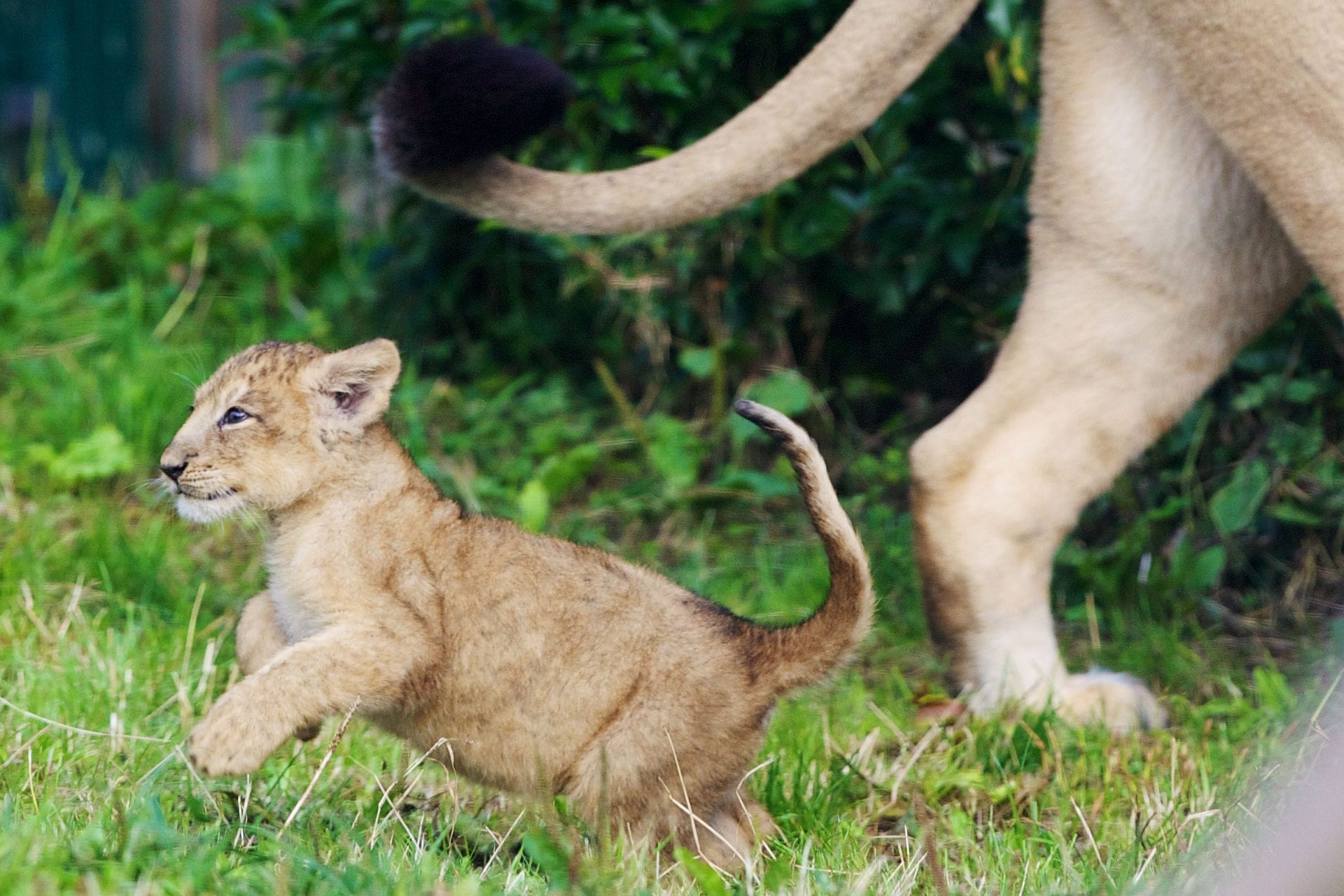 Dublin Zoo Welcomes Asian Lion Cub - Dublin Zoo