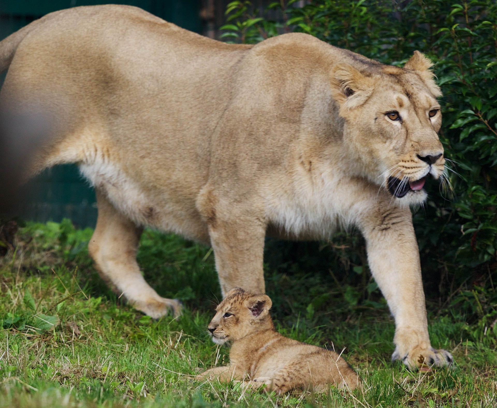 Dublin Zoo Welcomes Asian Lion Cub - Dublin Zoo