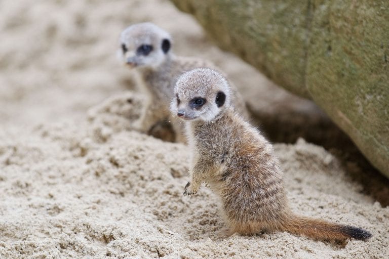 Meerkat - Dublin Zoo