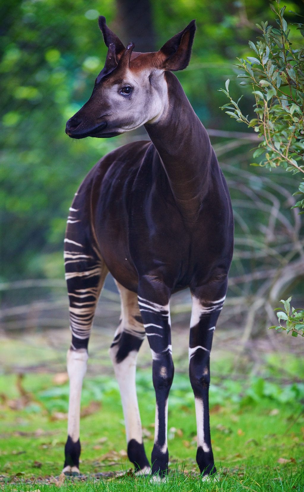Okapi - Dublin Zoo