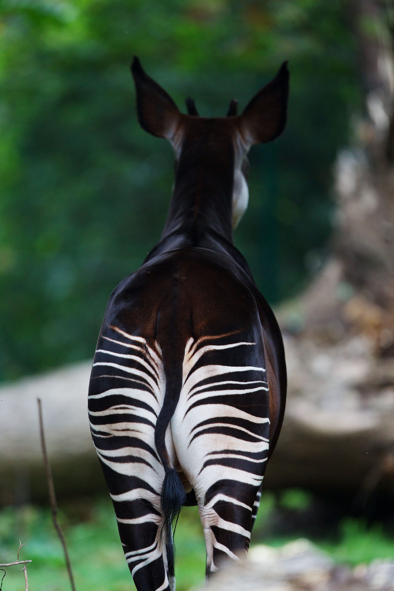 Okapi - Dublin Zoo