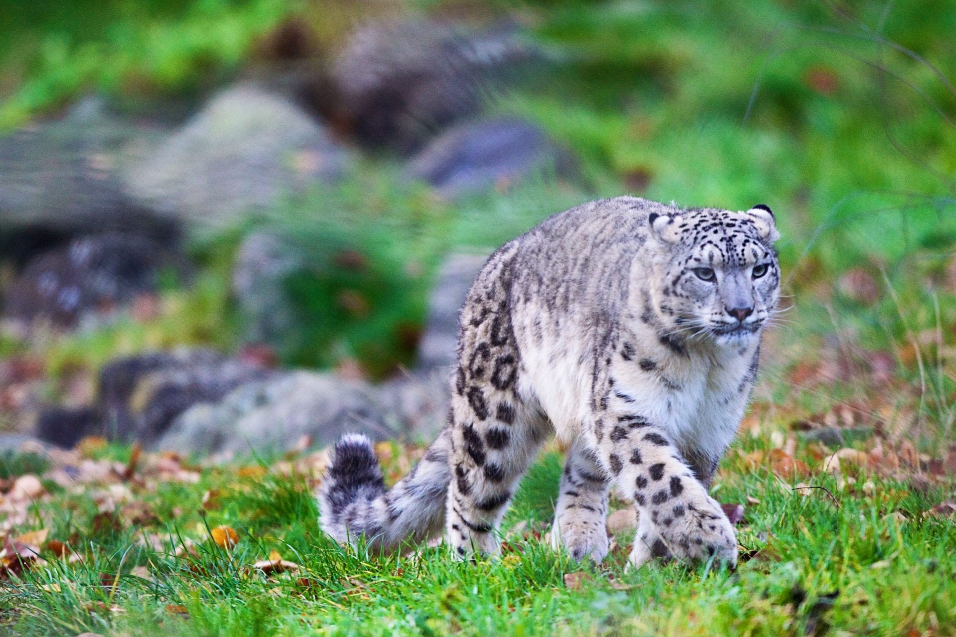 Snow Leopard - Dublin Zoo