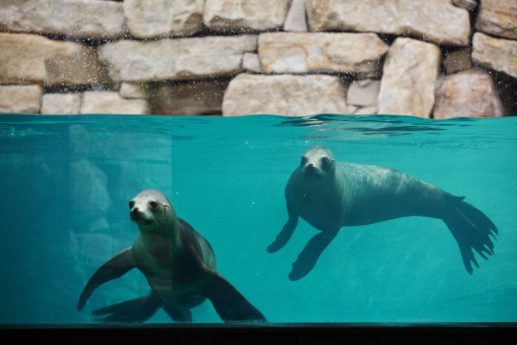 California sea lion - Dublin Zoo
