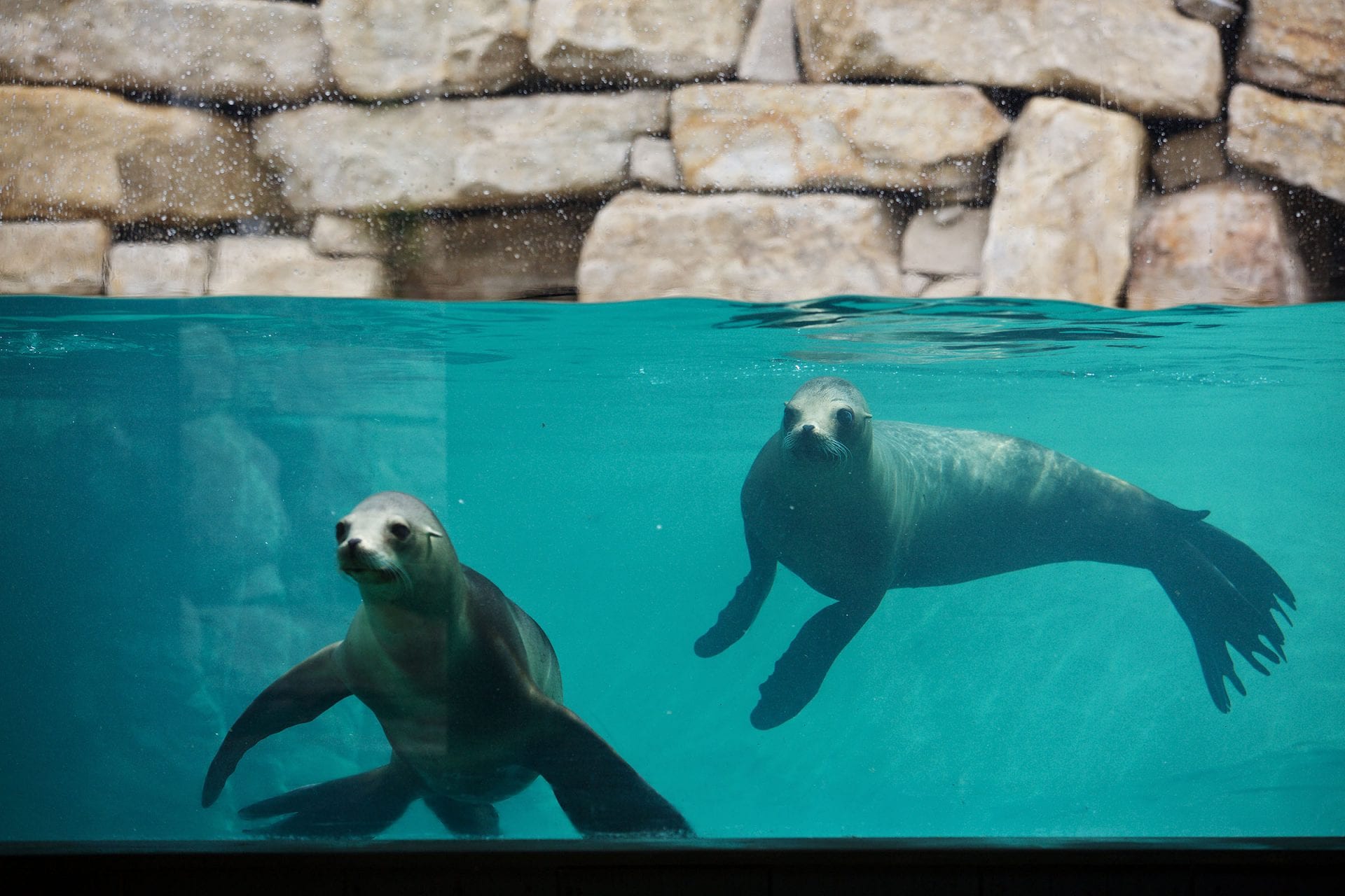 California sea lion - Dublin Zoo