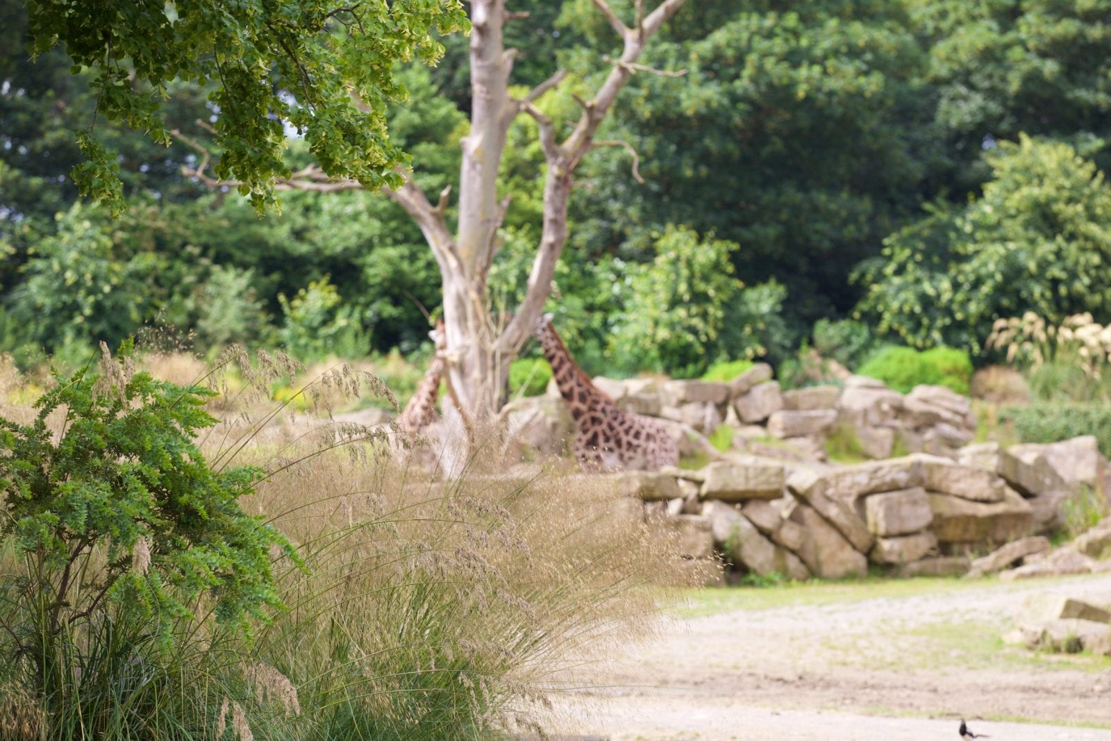 Plant Life | Dublin Zoo