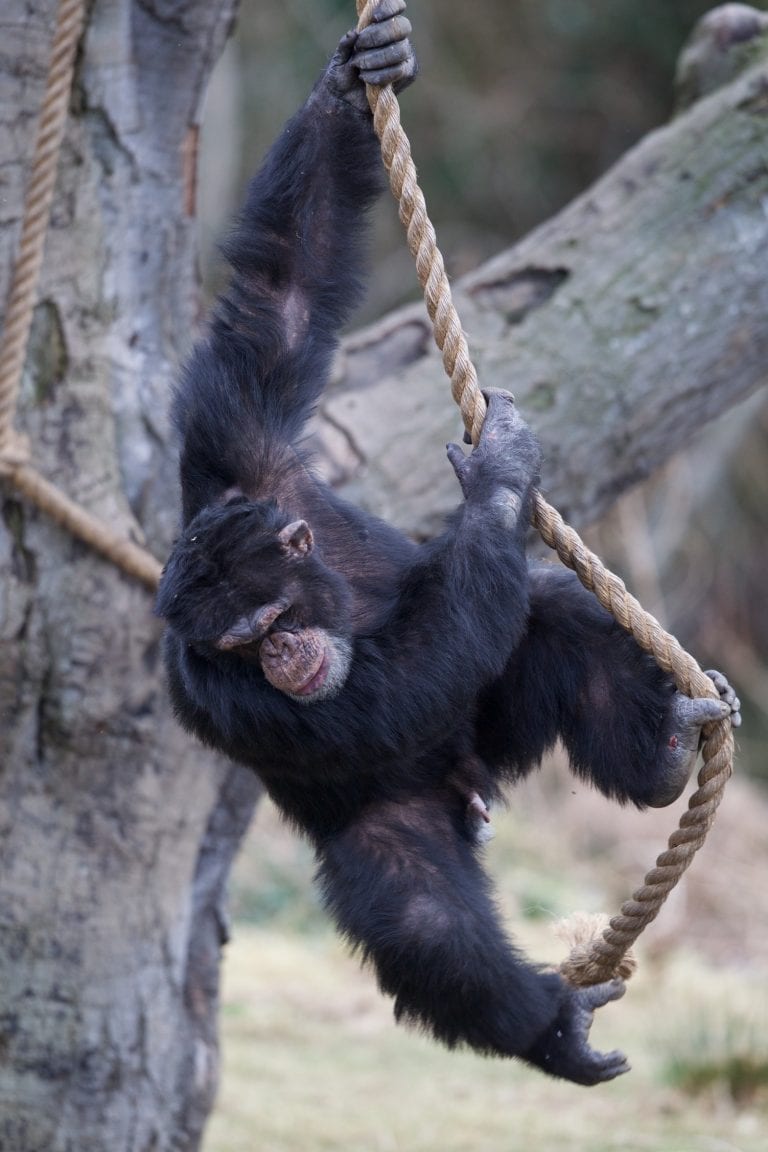 Chimpanzee - Dublin Zoo