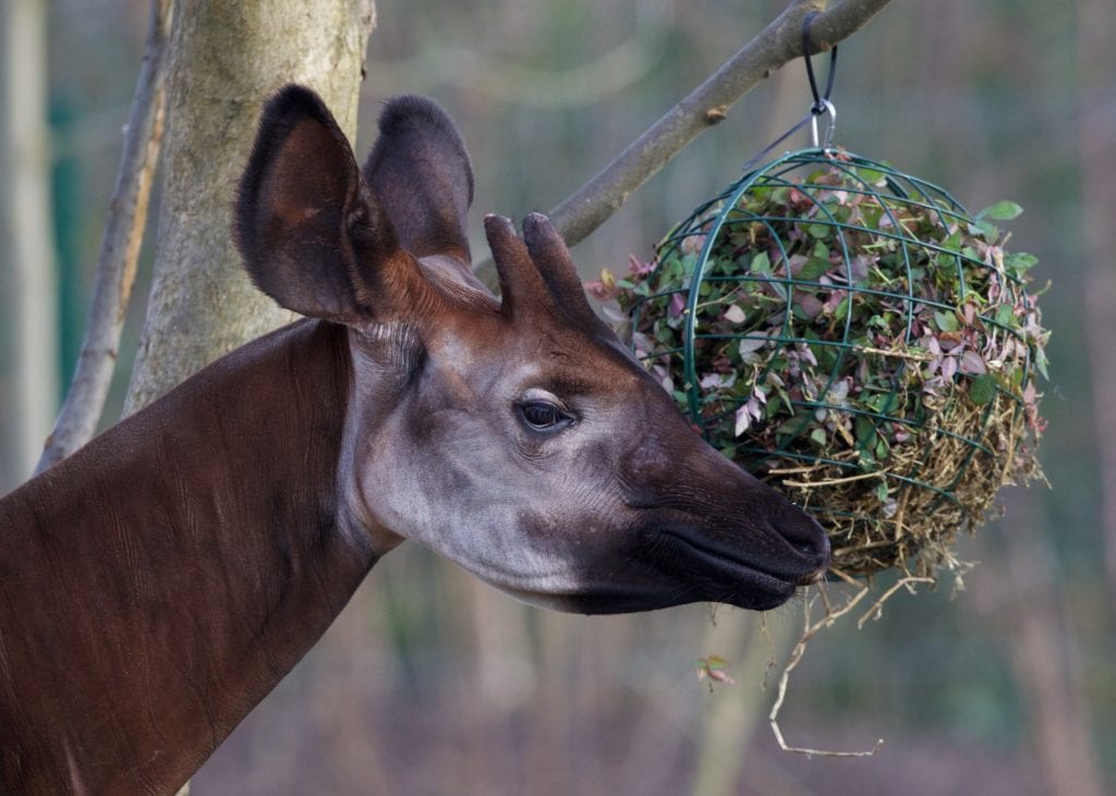 Okapi - Dublin Zoo