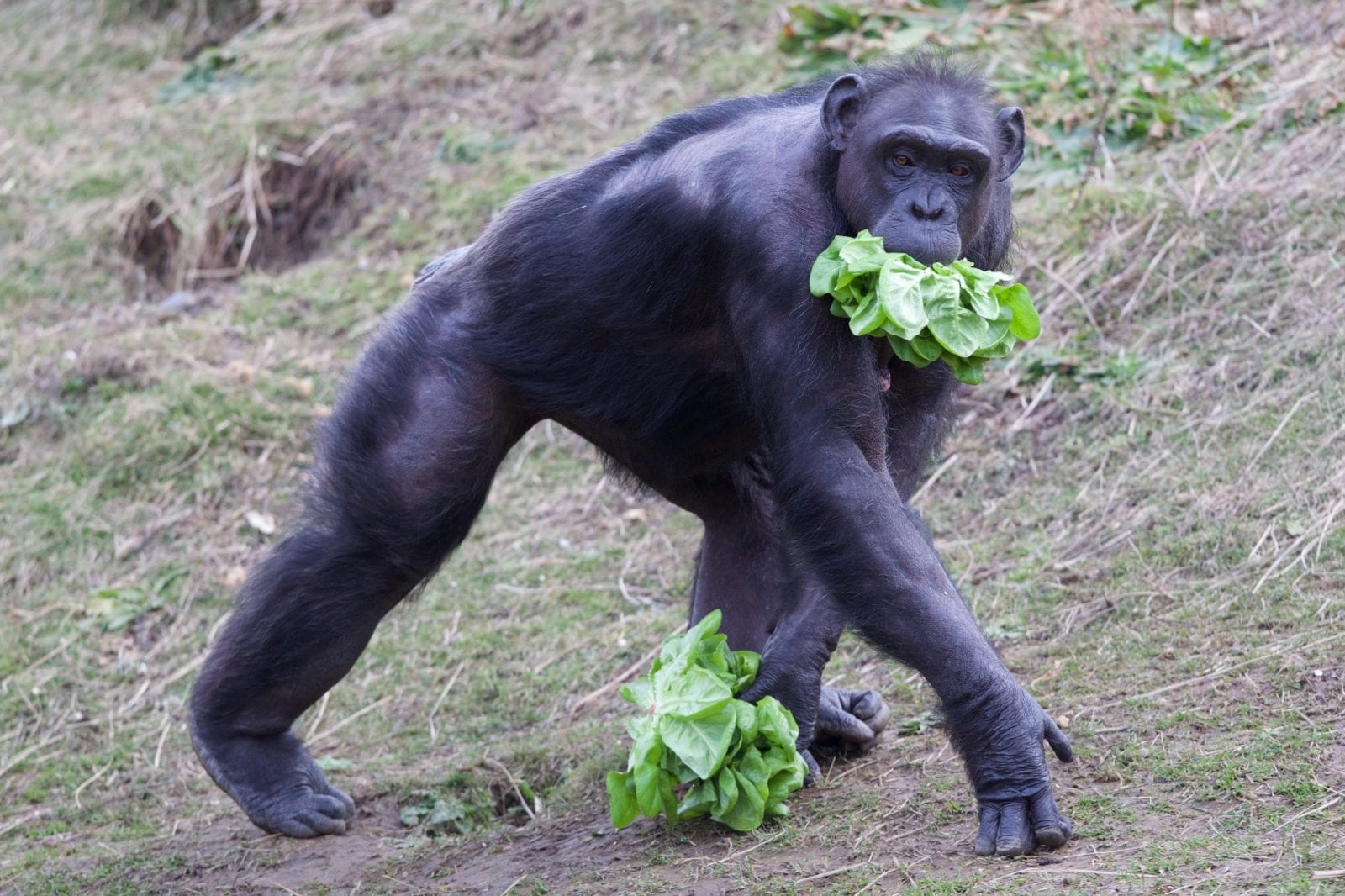 Chimpanzee - Dublin Zoo