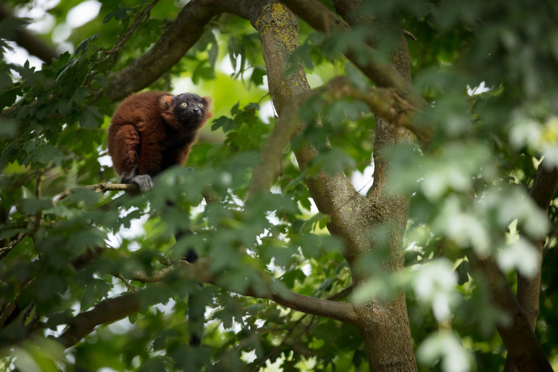 Red ruffed lemur - Dublin Zoo