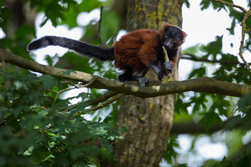 Red ruffed lemur - Dublin Zoo