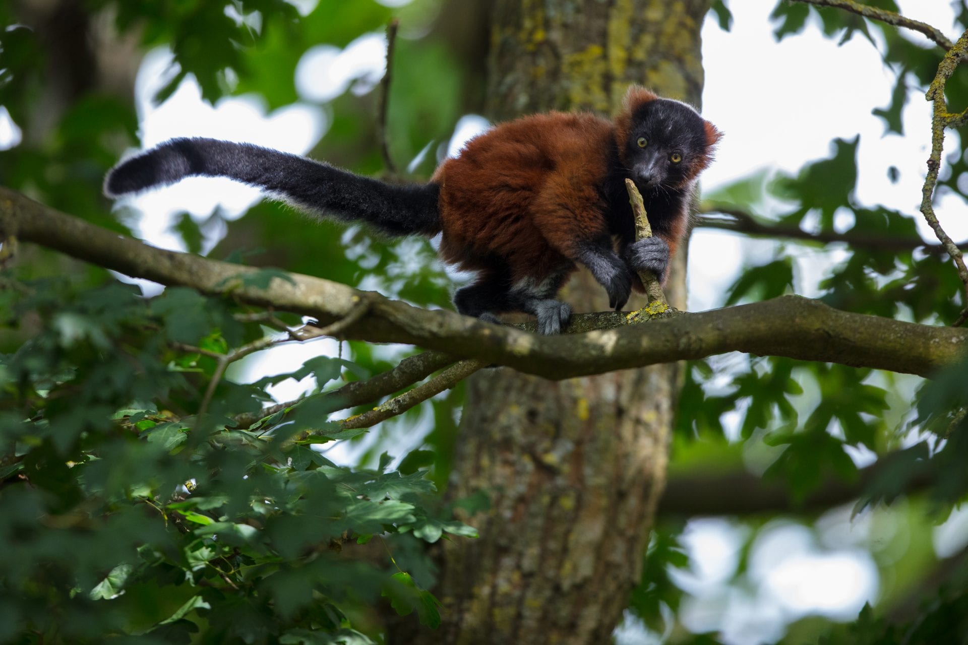 Red ruffed lemur - Dublin Zoo