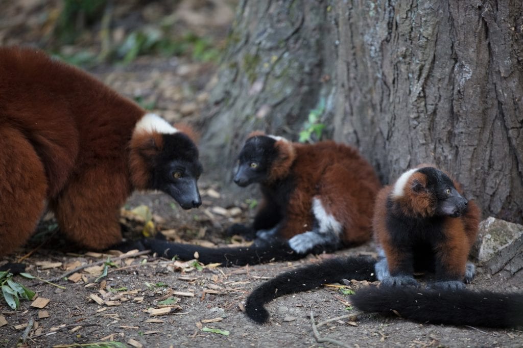Red ruffed lemur - Dublin Zoo