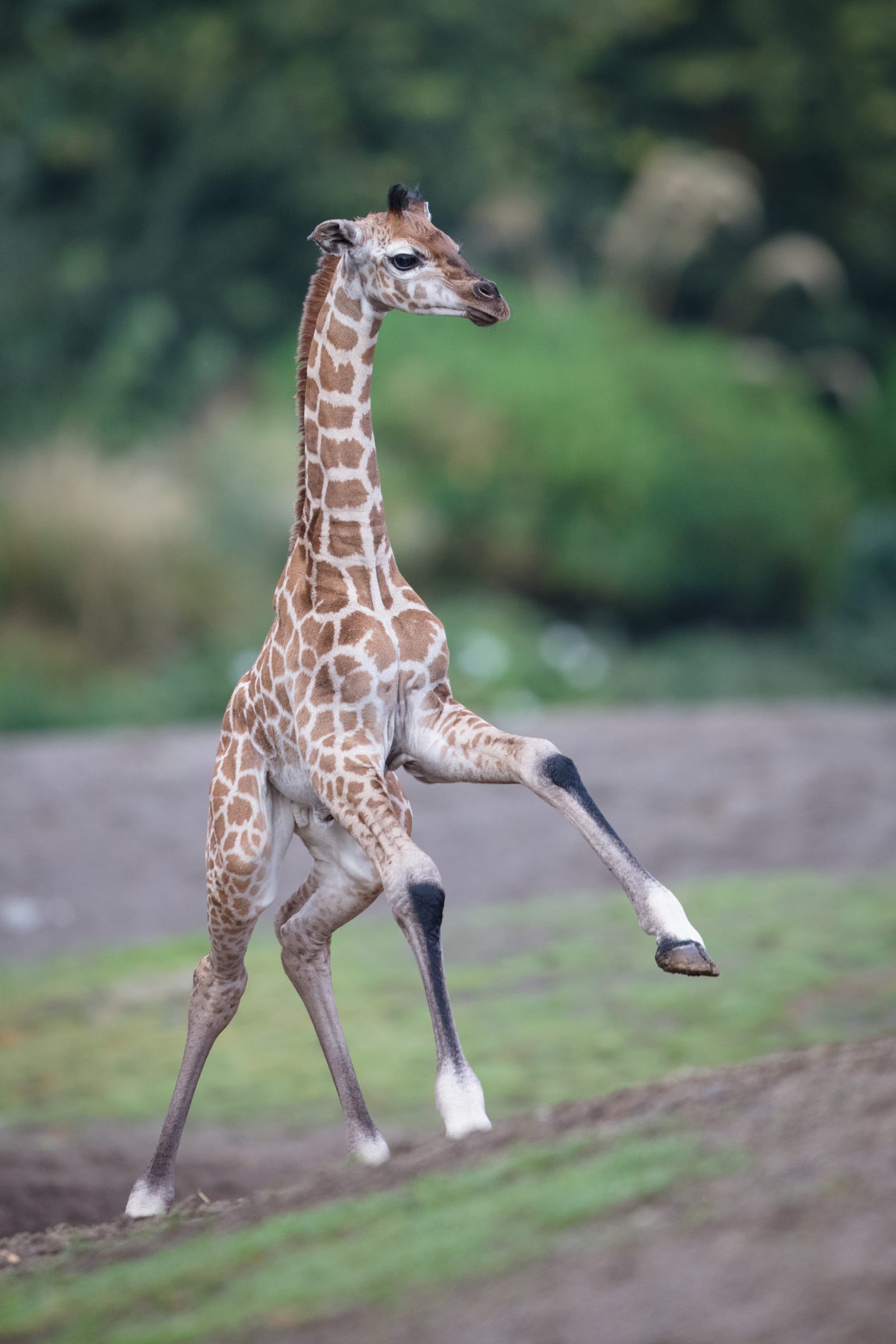 Giraffe Calf Born at Dublin Zoo! - Dublin Zoo