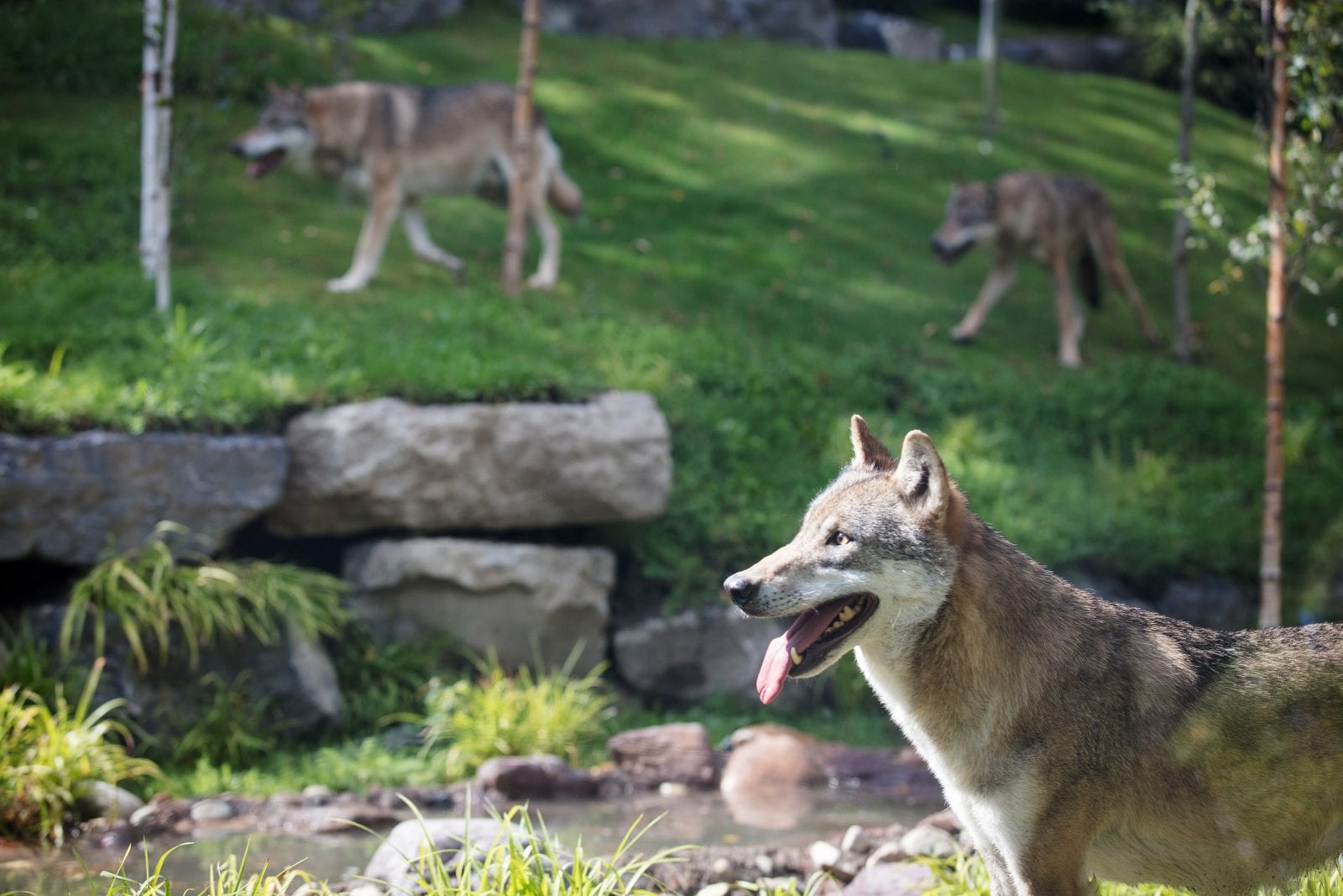 Grey wolf - Dublin Zoo