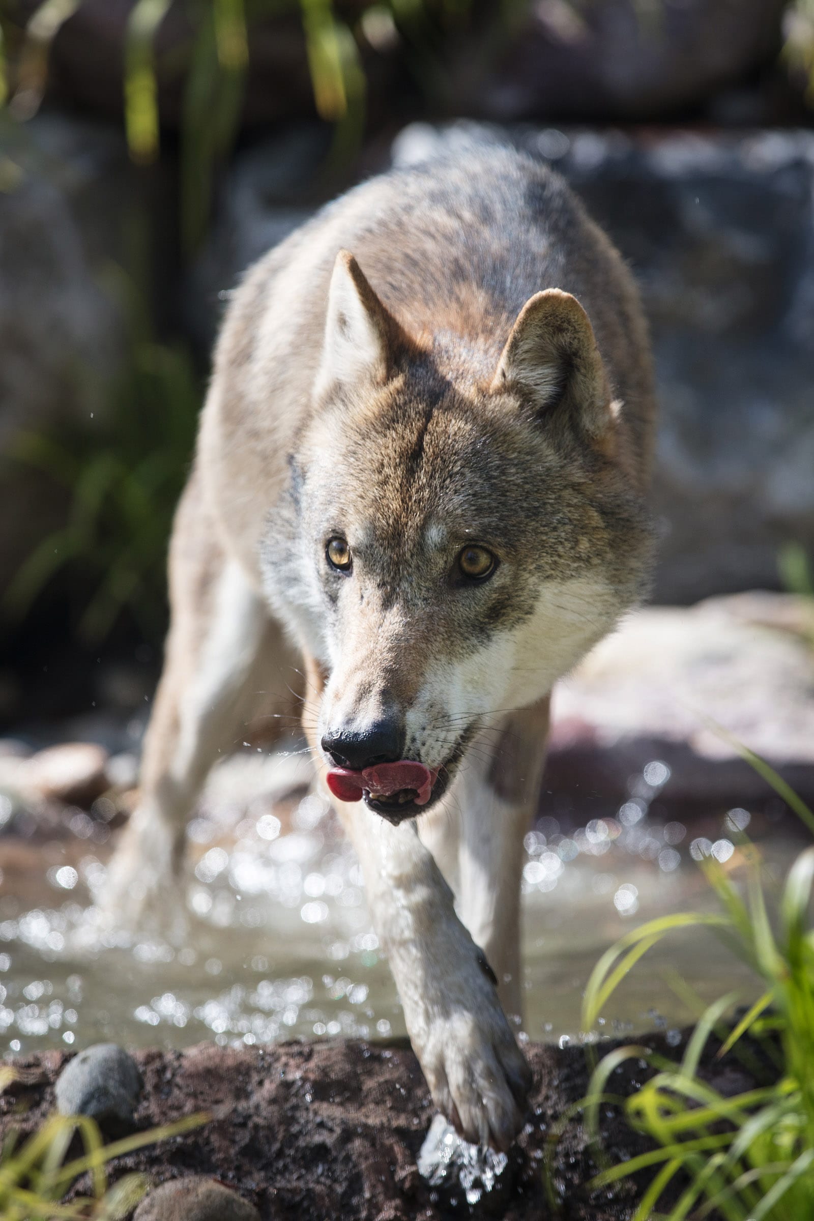 Wolves in the Woods Now Open! - Dublin Zoo
