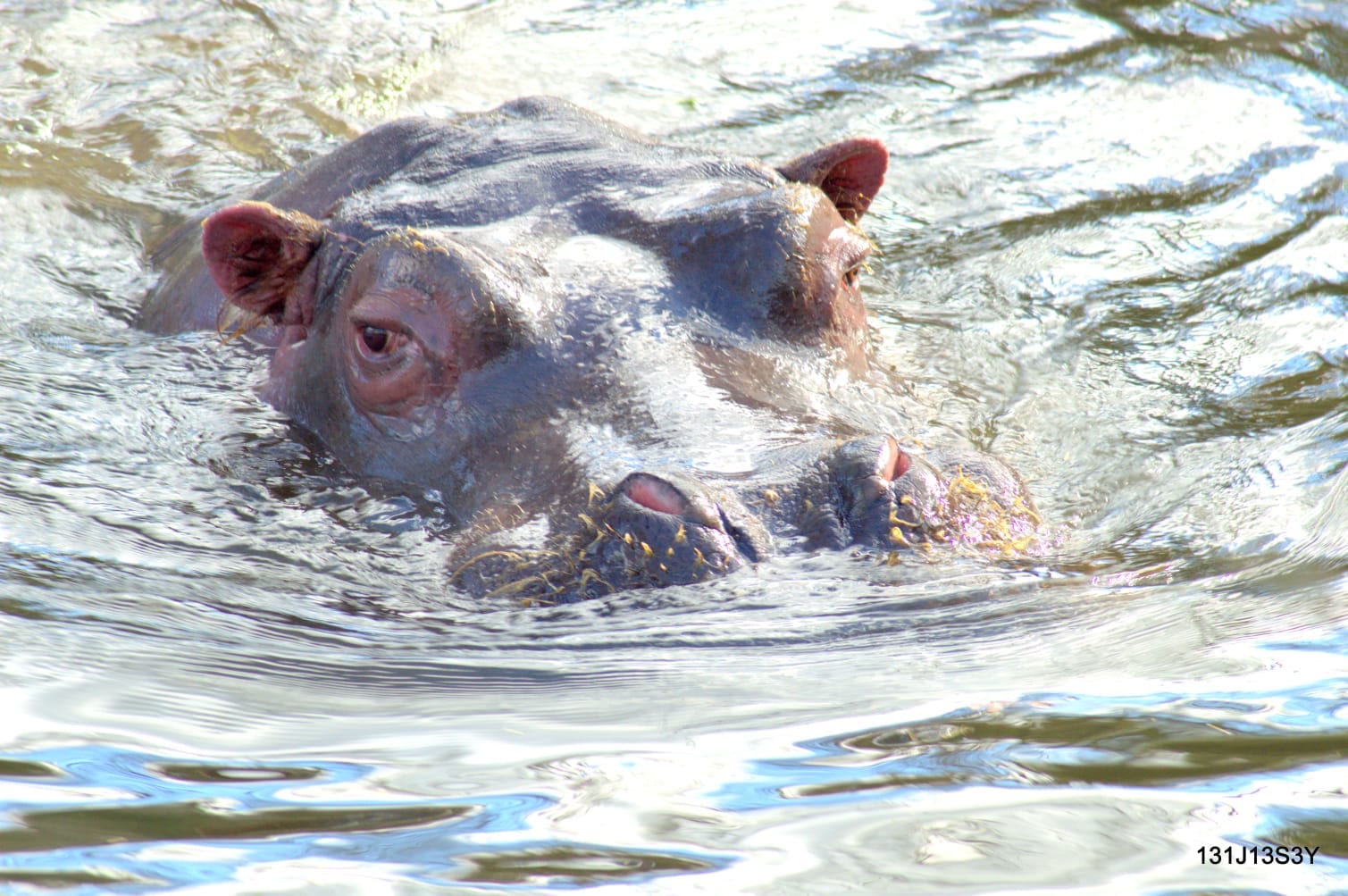 Hippopotamus - Dublin Zoo