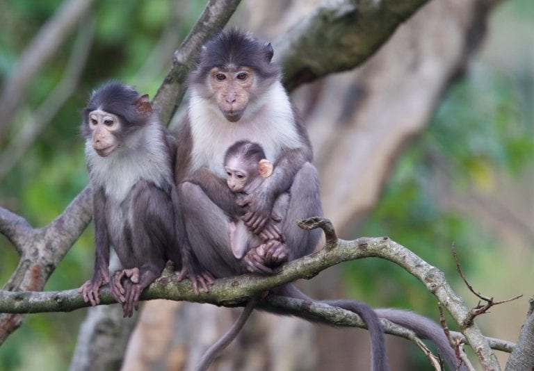 White-naped mangabey - Dublin Zoo