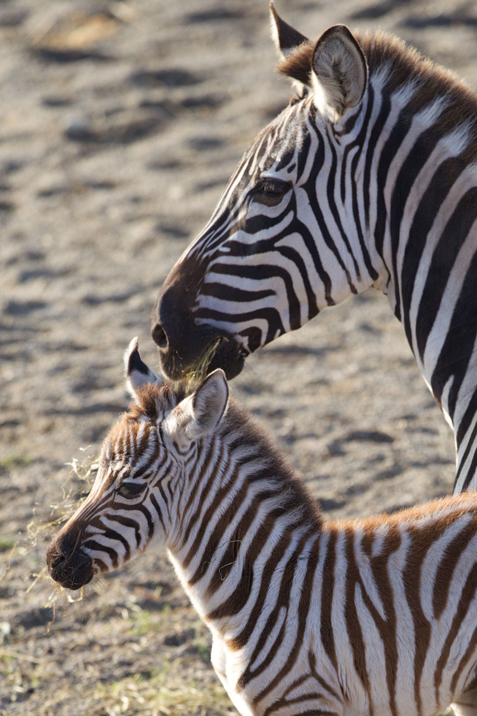 Zebra - Dublin Zoo