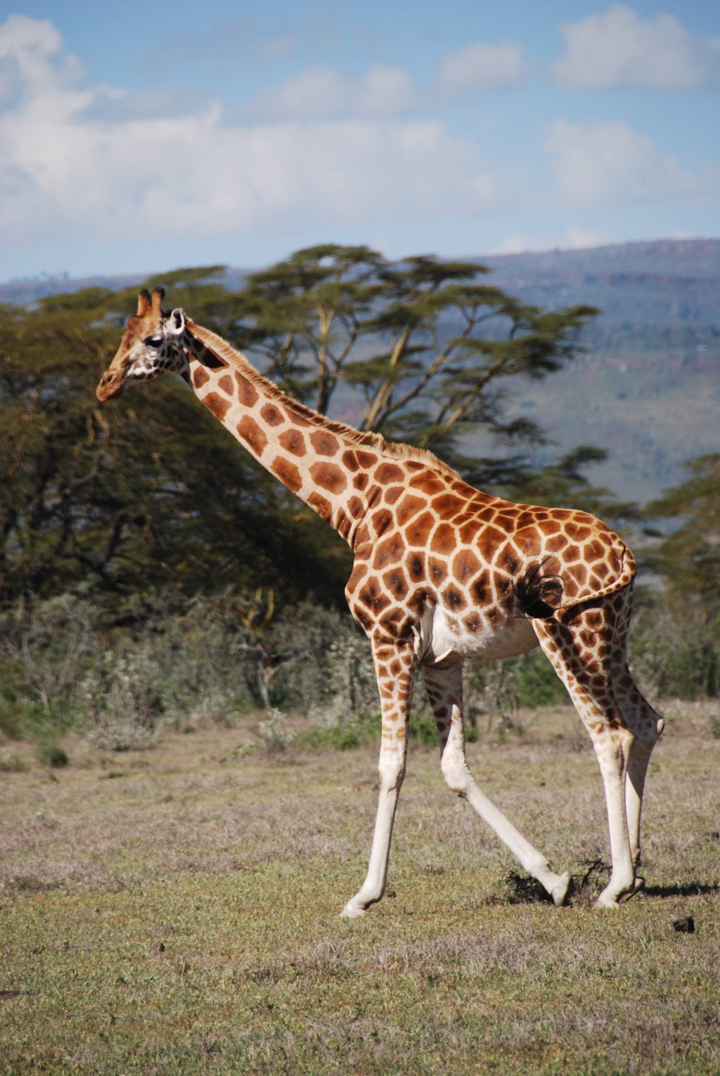 Dublin Zoo Support Giraffe Conservation Foundation - Donate Today