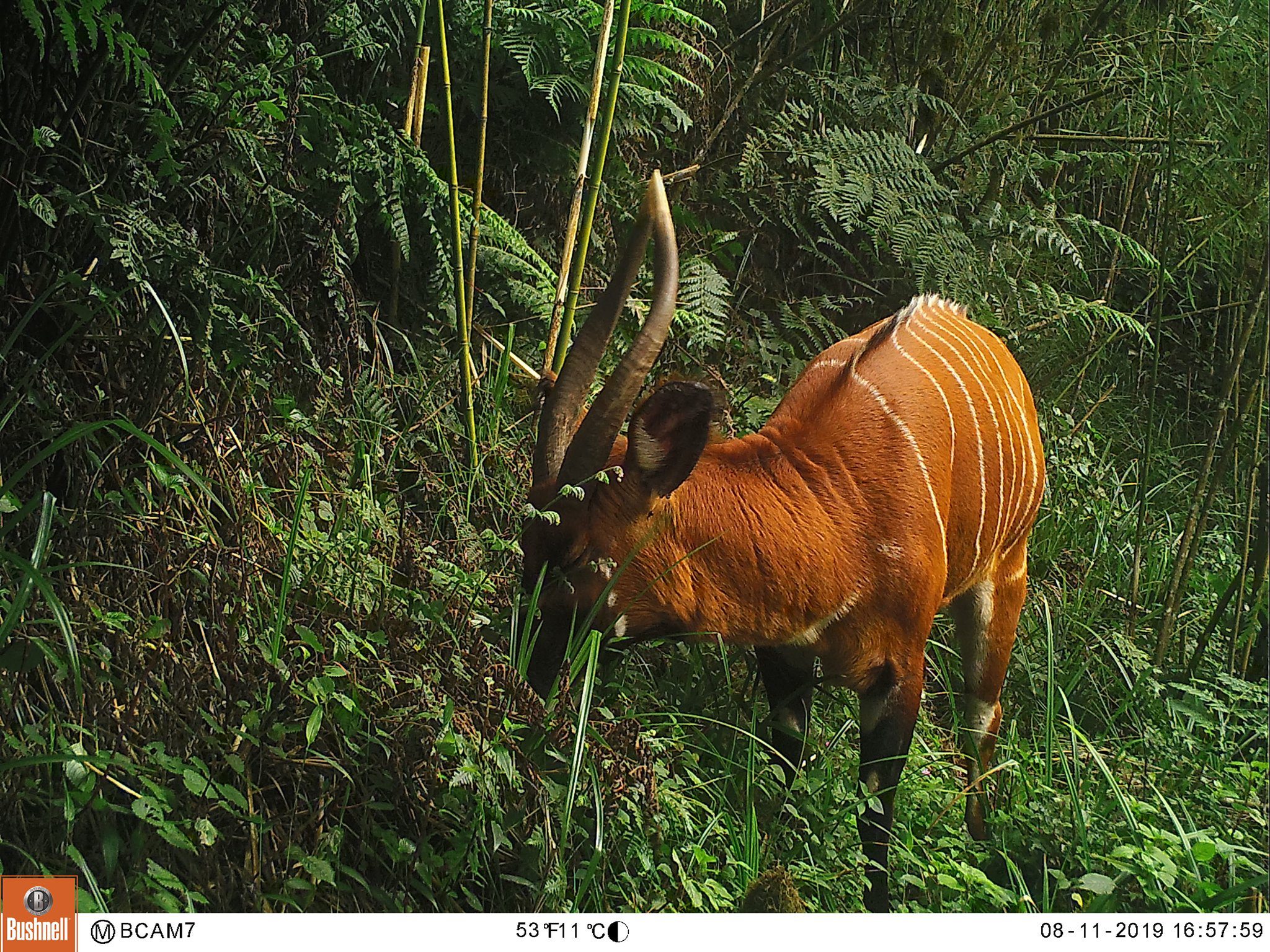 Dublin Zoo Support Eastern Bongo Conservation Project