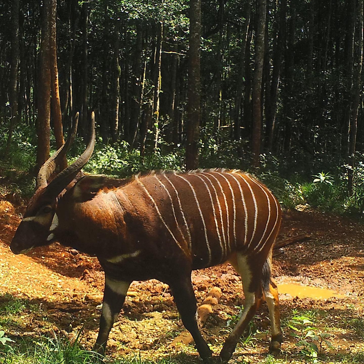 Dublin Zoo Support Eastern Bongo Conservation Project