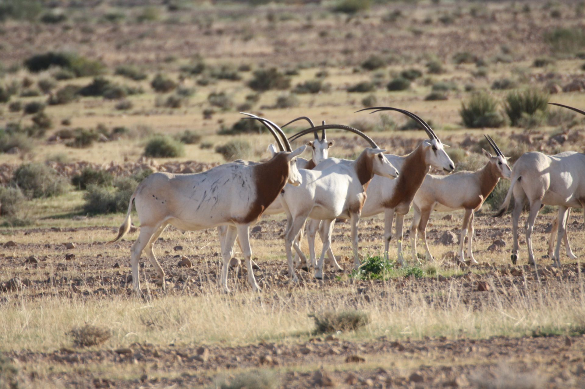 Dublin Zoo Support Scimitar-Horned Oryx Reintroduction Programme