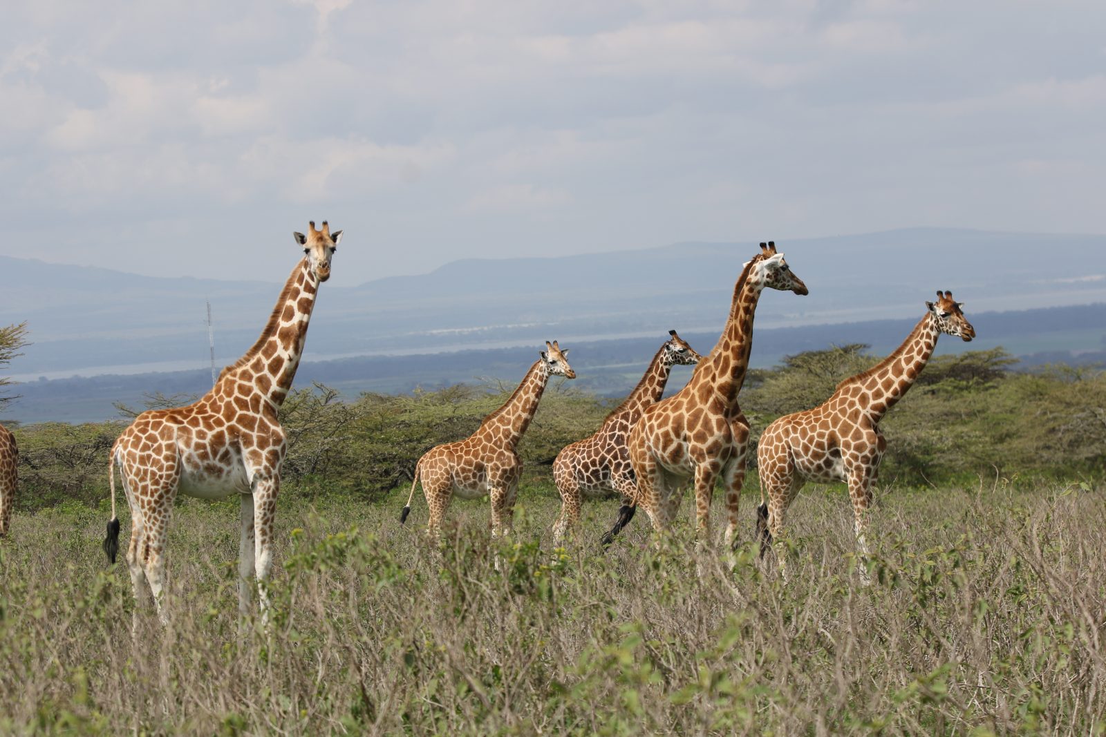 Standing Tall: A Conversation with the Giraffe Conservation Foundation ...