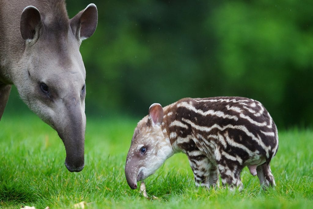 Brazilian tapir - Dublin Zoo