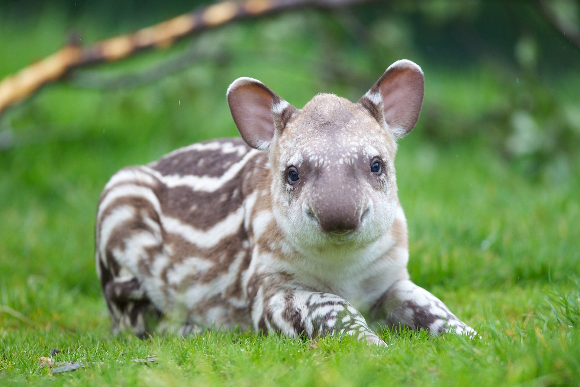 Brazilian tapir - Dublin Zoo