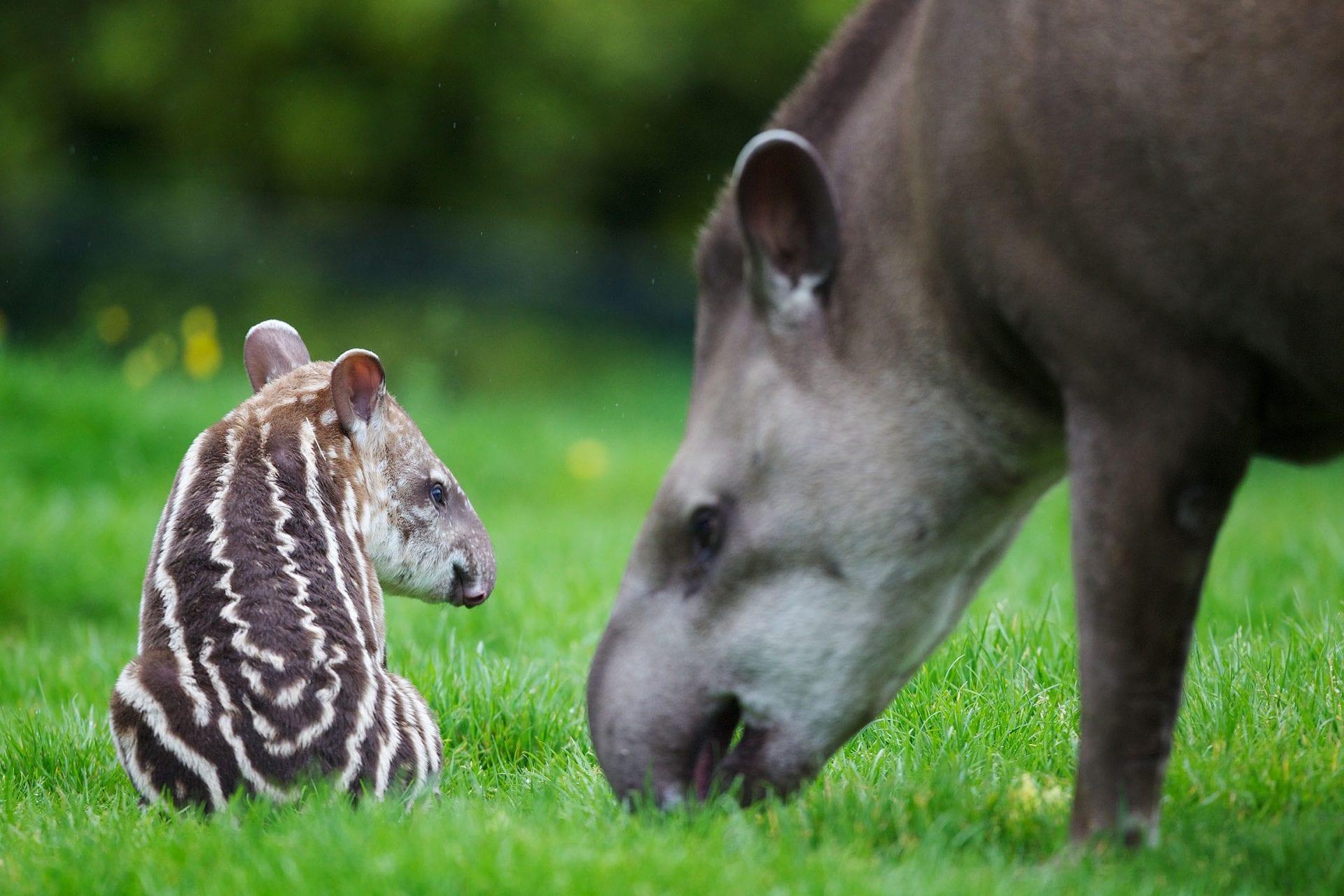 Brazilian tapir - Dublin Zoo