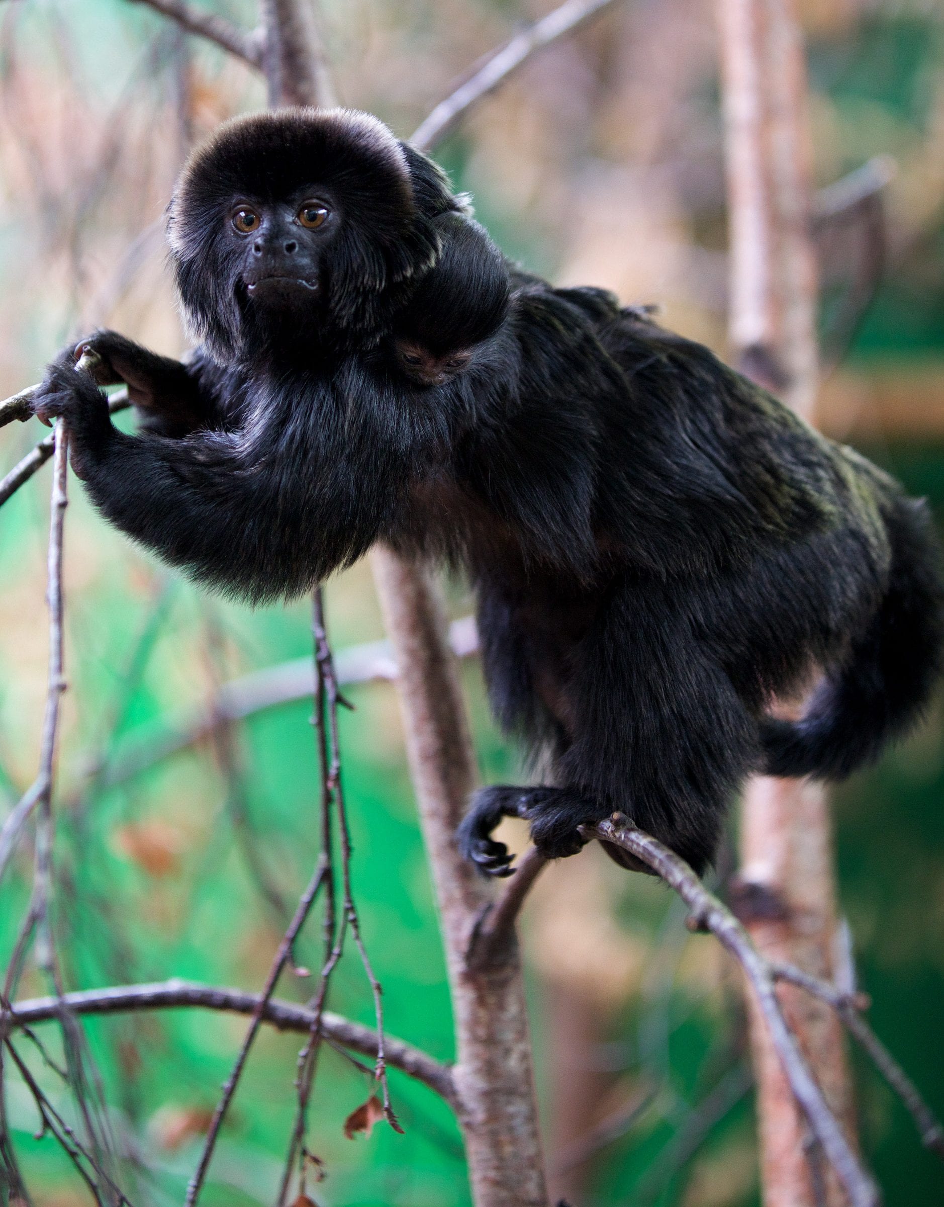 Goeldi’s monkey - Dublin Zoo